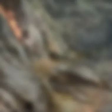 Image result for Humus Soil Cemical Compound