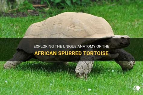 Image result for Tortoise Body Parts