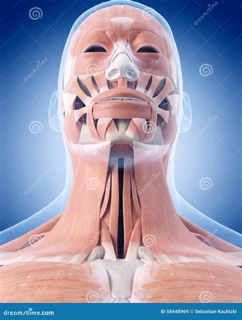 Image result for Neck Muscles Front View