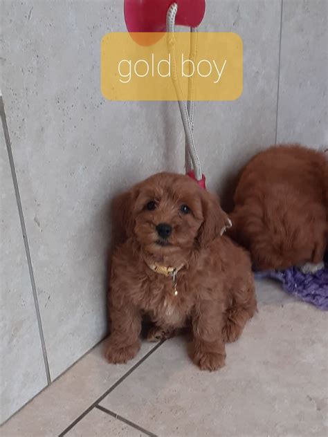 Image result for Golden Cavapoo