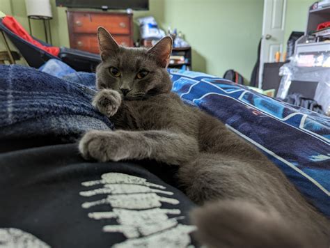 Image result for Dusty Springfield LED Zeppelin