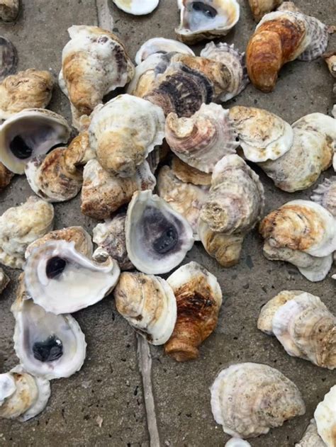 Image result for Crafts Using Oyster Shells