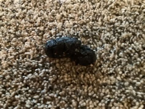 Image result for How Create Poop Proro