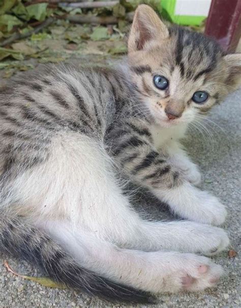 Épinglé par Susan Hokama sur WATERCOLOR | Chatons mignons, Chaton, Mignon