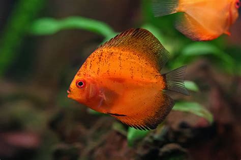 Image result for Golden Discus Fish