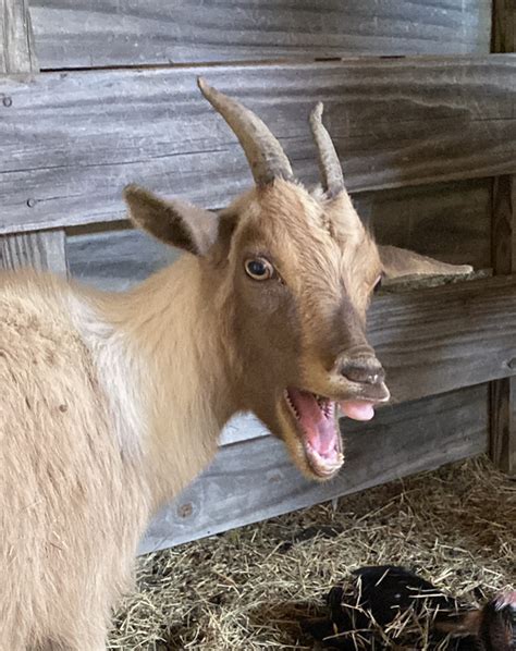 Image result for Patsy Meme