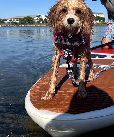 Image result for Cavapoo Pup