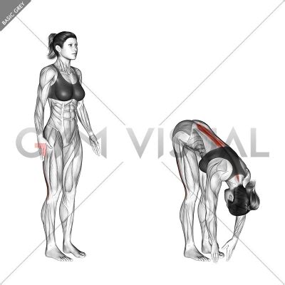 Standing Hamstring Stretch - Gym visual