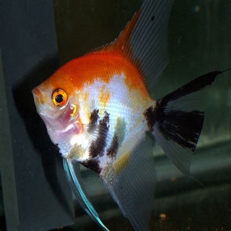 Image result for Angels Plus Angelfish