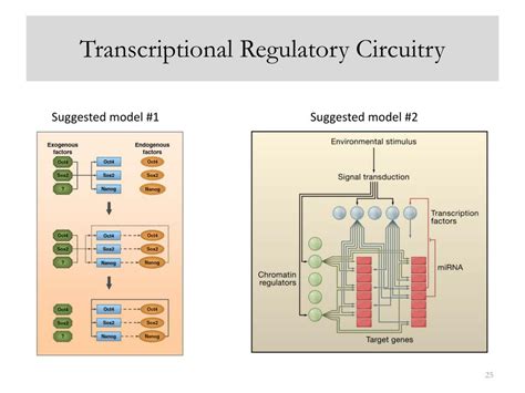 Image result for Nuclear Reprogramming