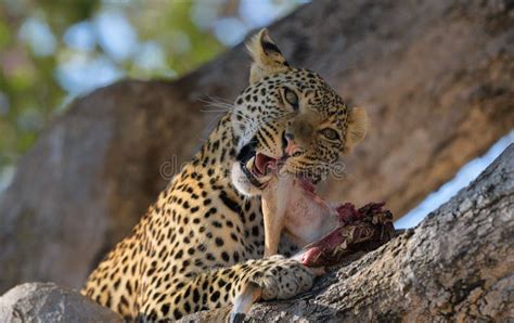 Leopard Eating Its Prey in the African Savannah Stock Photo - Image of ...