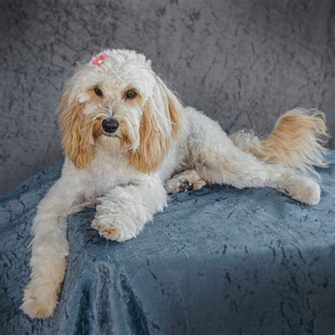 Cavapoo grooming & haircuts - SpiritDog Training