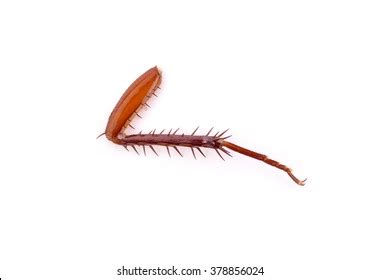 Image result for Cockroach Legs