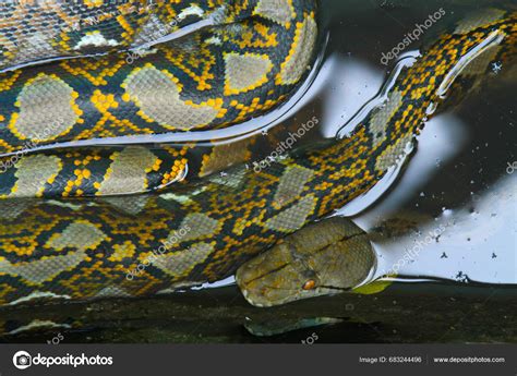 Image result for Python in Water