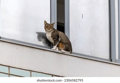 Image result for Edge of the Window