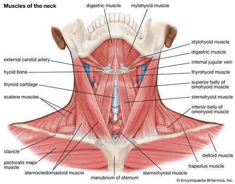Image result for Human Body Neck Muscles