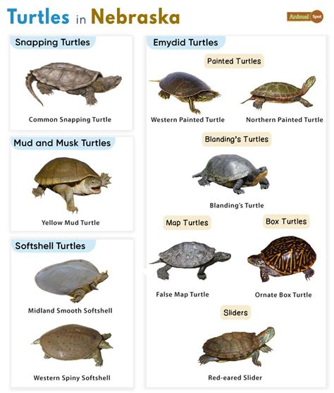 Image result for Common Snapping Turtle Life Cycle
