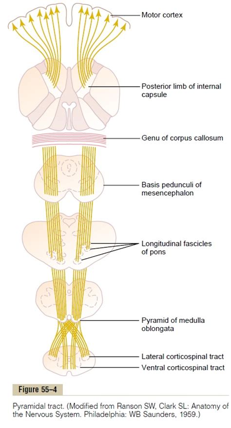 Image result for Pyramidal Tract Extrapyramidal