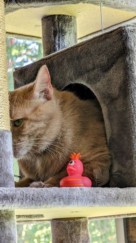 Image result for Delphi Tree Pic