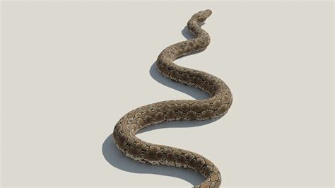 Image result for Python 3D Model