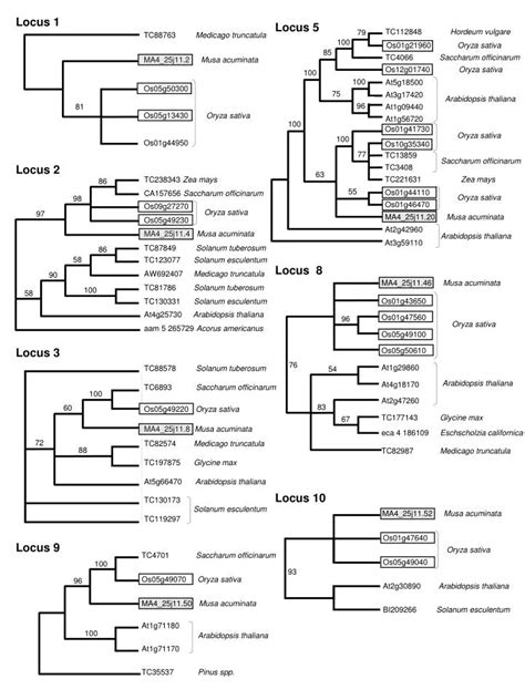 Image result for Example of Locus in Science