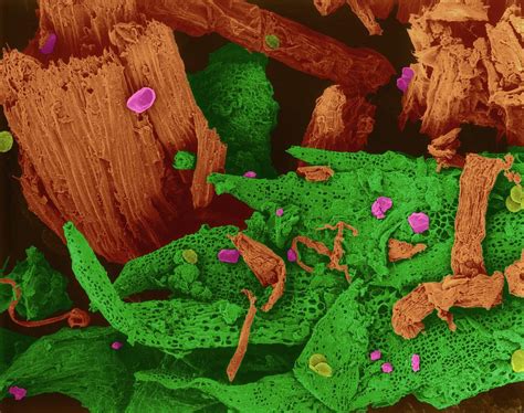 Image result for Humus Science