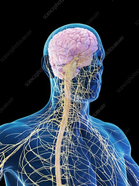 Image result for Central Neuron System