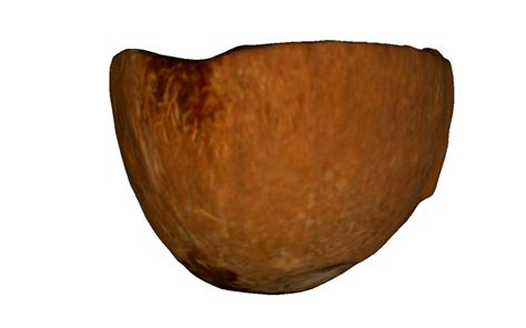 Image result for Coconut Shell Models