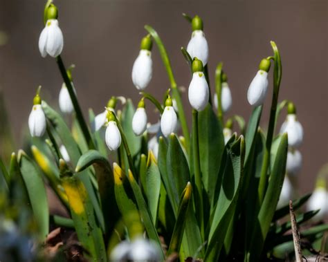 Image result for Snowdrop Pictures Free