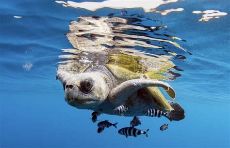 Image result for Sea Turtle Types