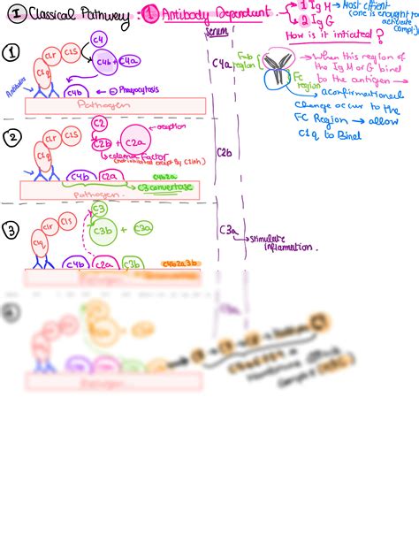 Image result for Complement System Pathway Flowchart