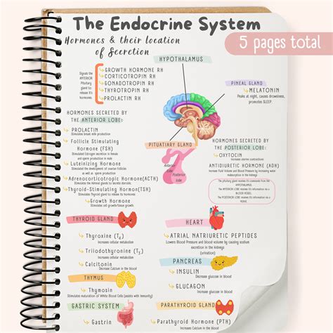 Image result for Endocrine System Crash Course Notes