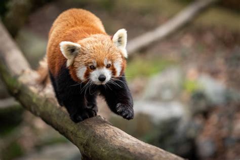 Image result for Red Panda Side View