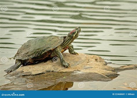 Image result for Red Eared Slider Turtle