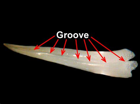 Image result for ASP Snake Fangs