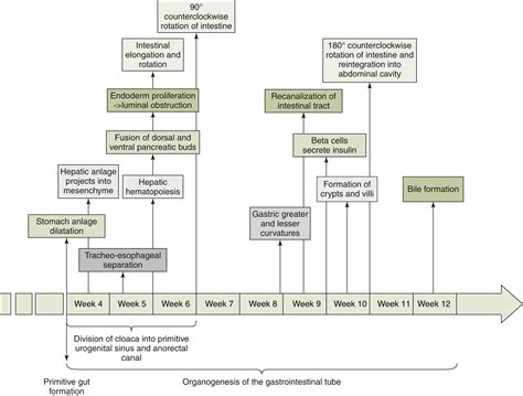 Image result for Invagination