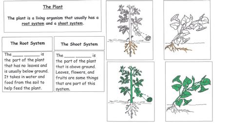 Image result for Learning Botany Australia