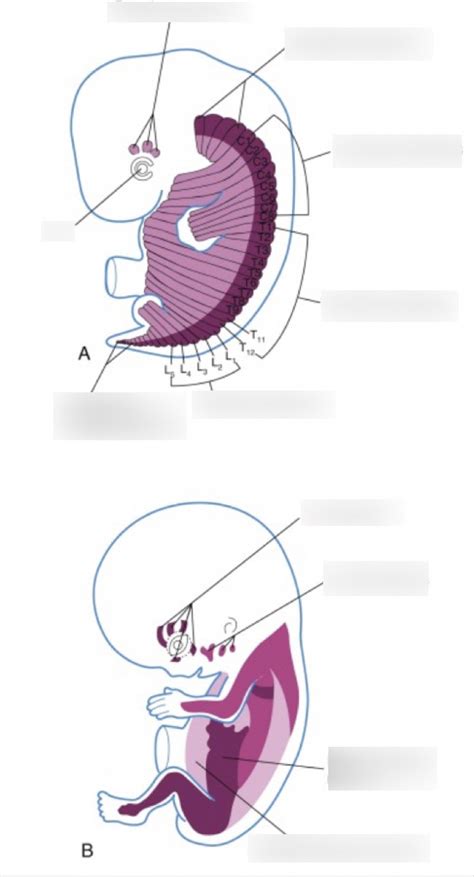 Image result for Patterning of Muscles