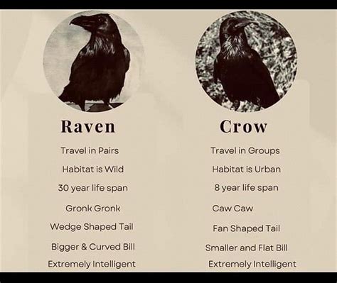 Image result for Crow Vs Raven Differences