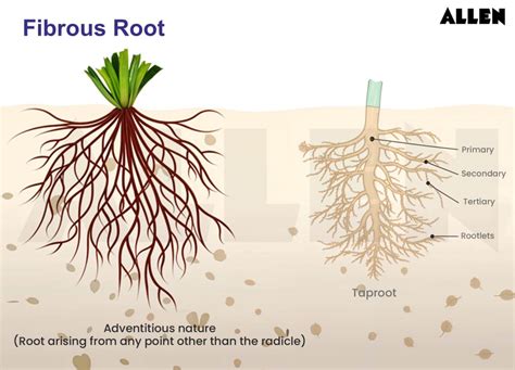 Image result for Root Structure and Function