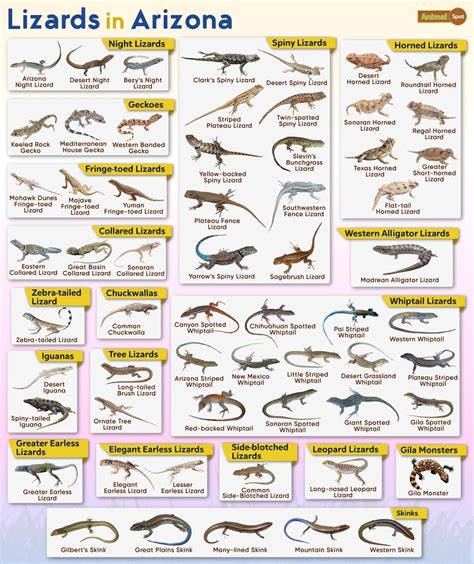 Image result for Different Lizard