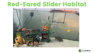 how to make a red-eared slider habitat - TurtleHolic