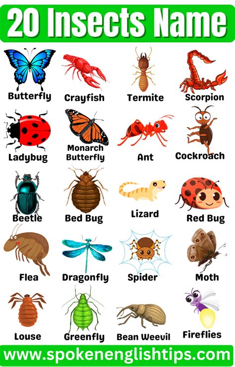 Image result for Insects and Names