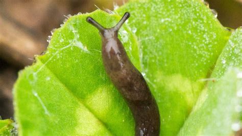 Image result for ABC Perth Reporters