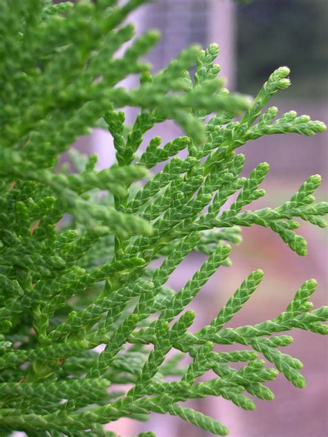 Image result for Fur Tree Farming