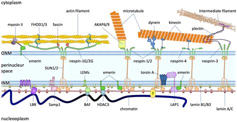 Image result for Nuclear Envelope Localization