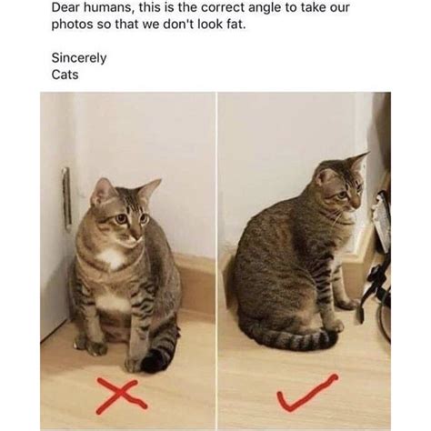 Image result for Random Cat Memes Clean