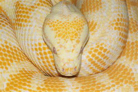 Image result for Top-End Carpet Python