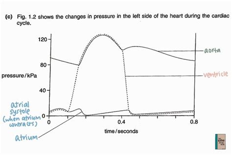 Image result for Cardiac Cycle Graph