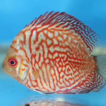 Image result for Royal Blue Discus
